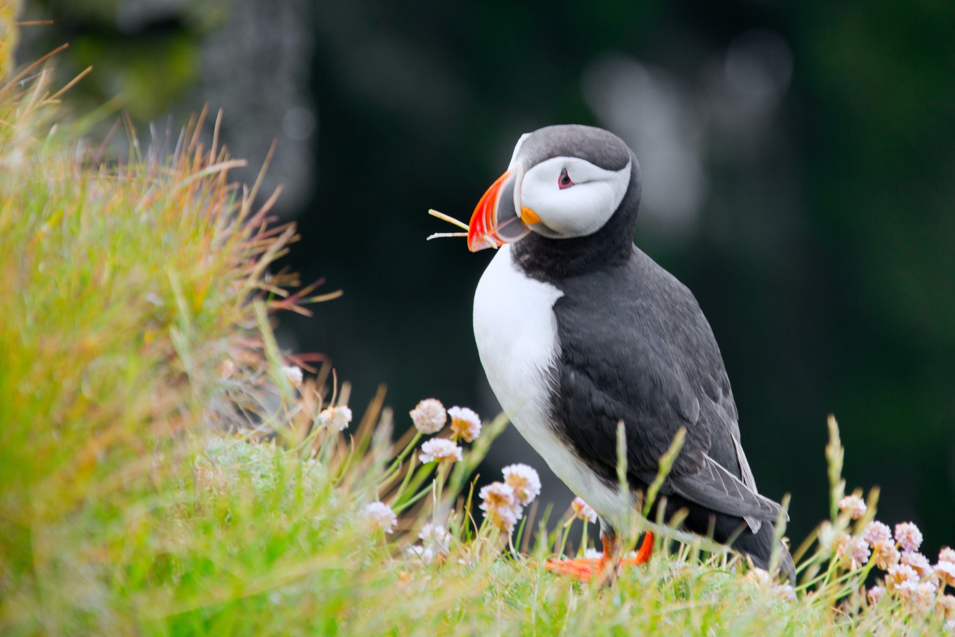 Exploring the United Kingdom's Top Ten Bird Watching Destinations ...